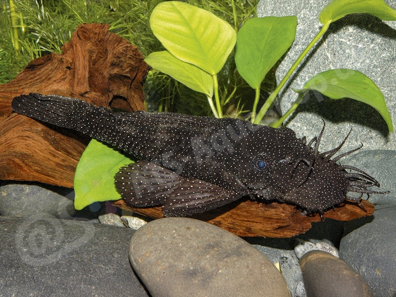 Ancistrus sp. (L181) - Dotted bristlenose catfish